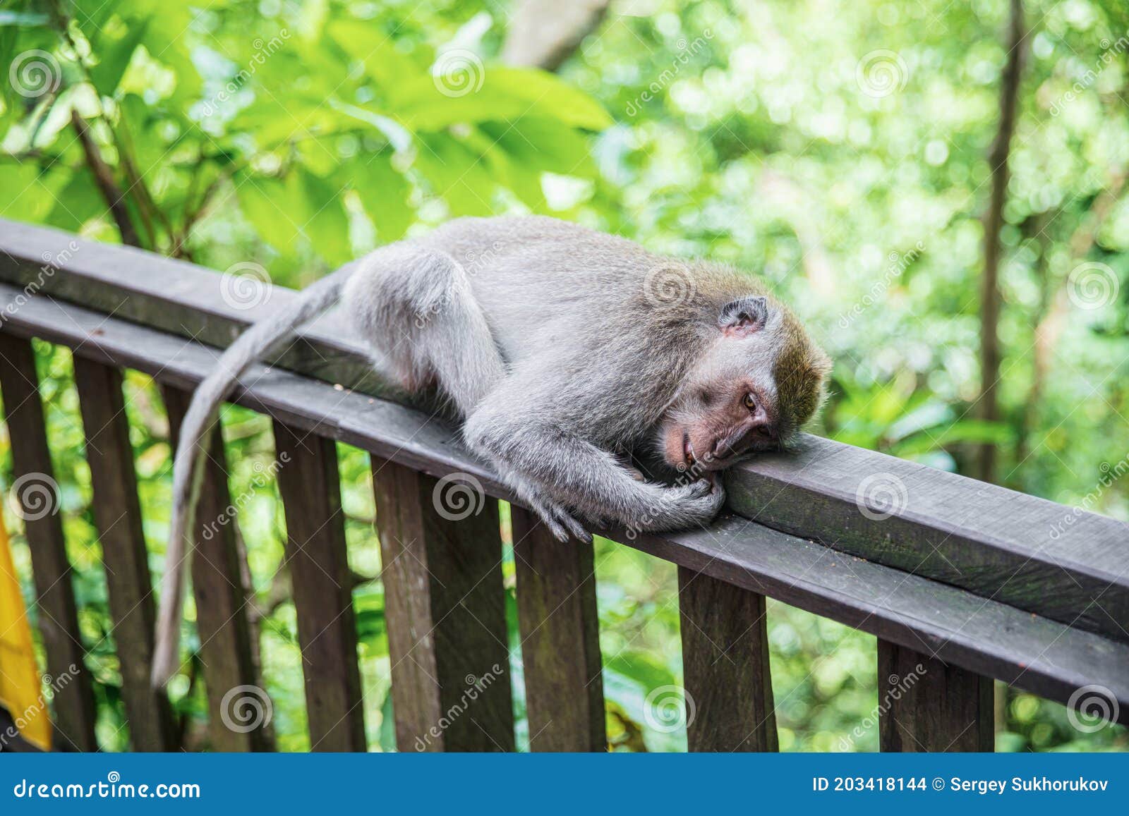 Cute Monkey Resting on a Wooden Railing Stock Photo - Image of park ...