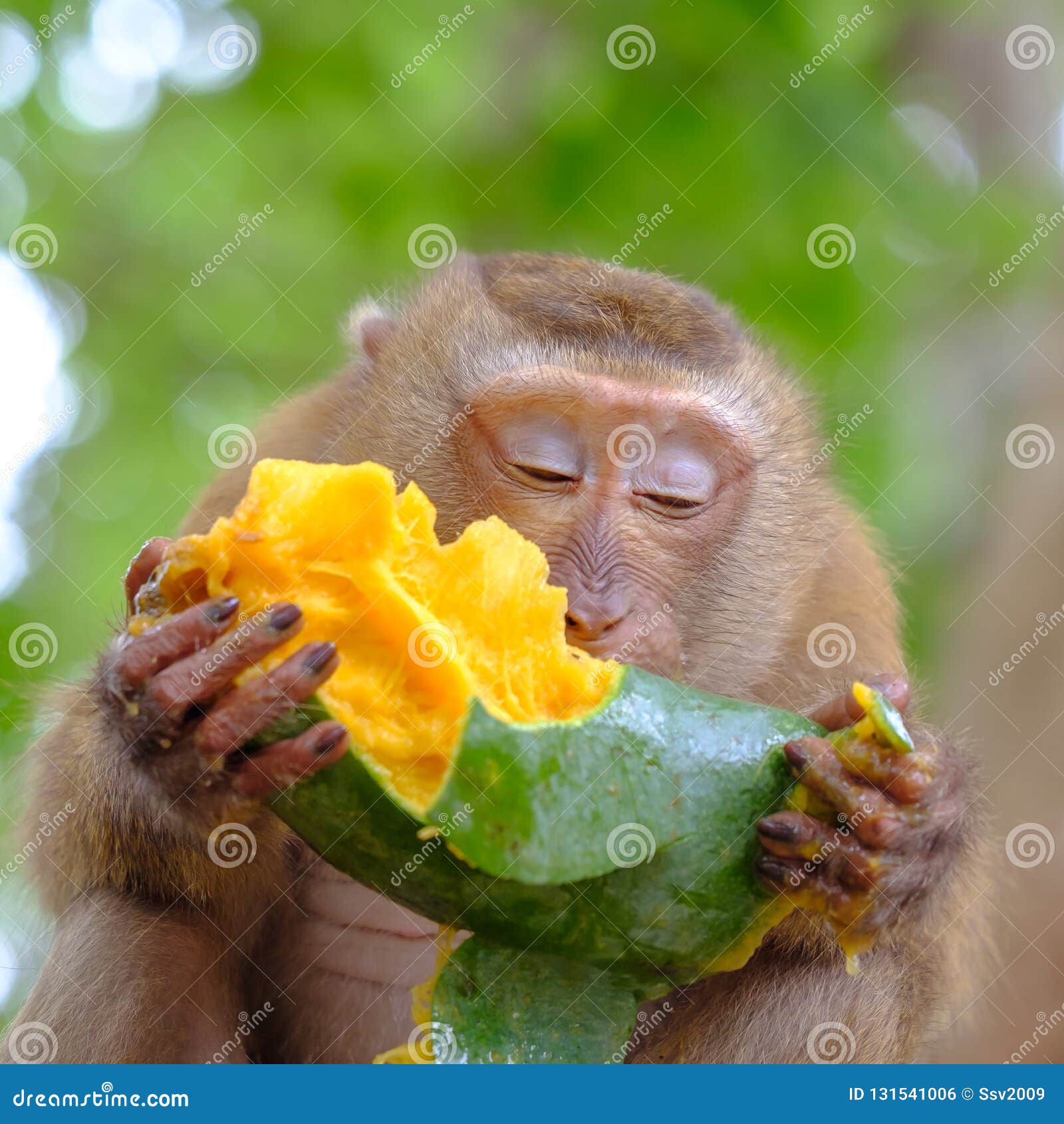 The Cute Monkey Sitting on Branch of Tree and Eating Ripe Mango Stock ...