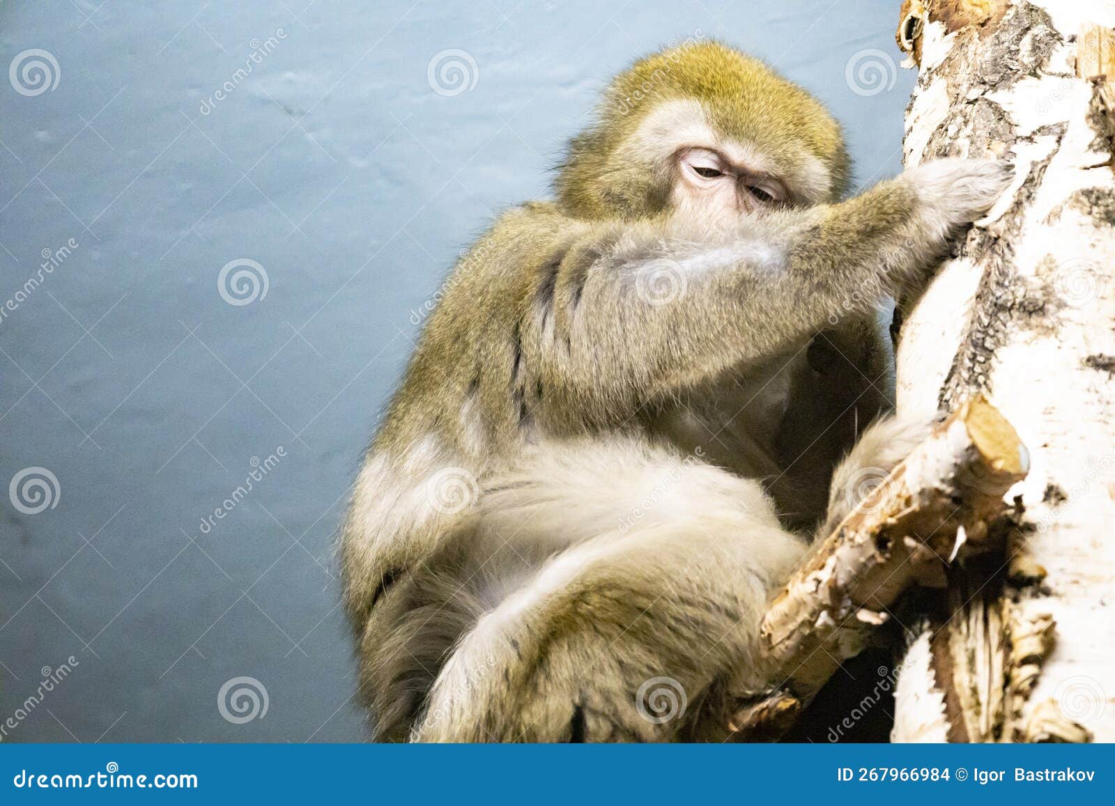 Cute Monkey Sitting in Cage on Farm Stock Photo - Image of park ...