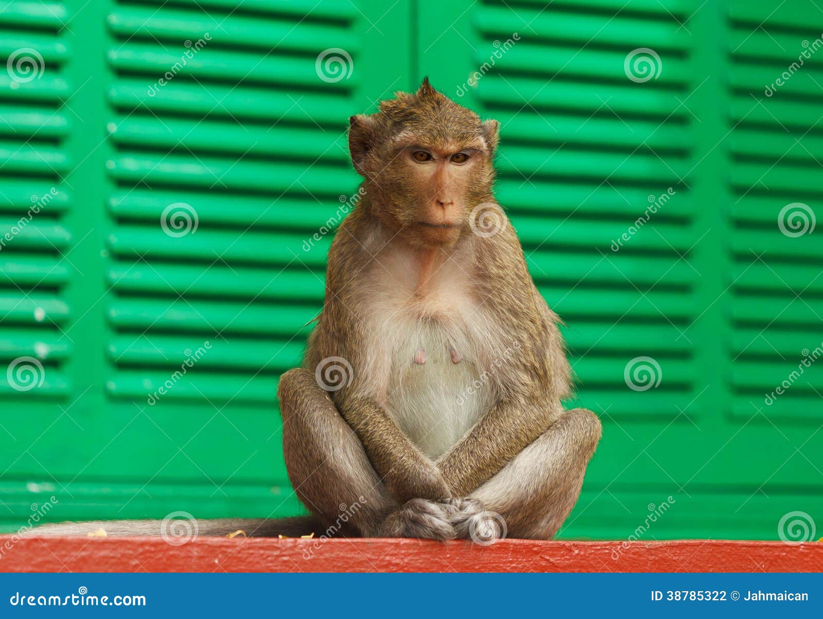 Cute monkey stock photo. Image of jungle, nature, face - 38785322