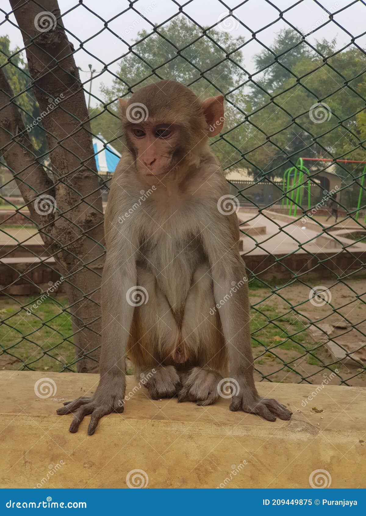 Cute Monkey Sitting with Sad Face Stock Image - Image of rodent, animal ...