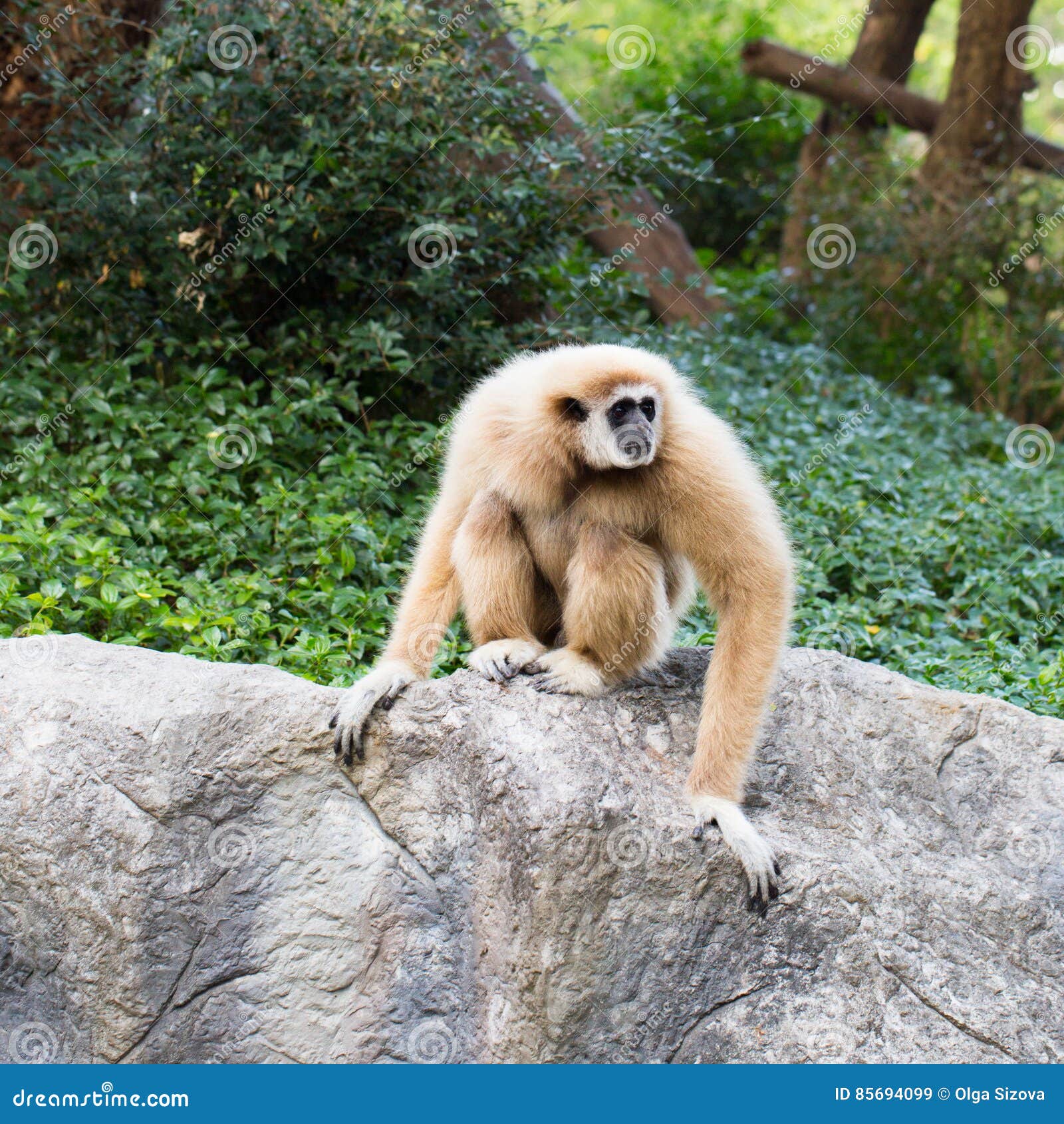 Cute Monkey Sitting on the Stone Stock Image - Image of closeup ...