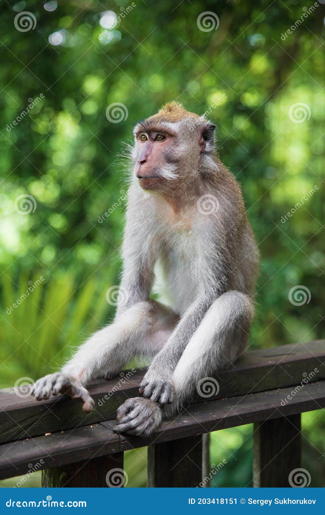 Cute Monkey Sitting on a Wooden Railing Stock Image - Image of exotic ...