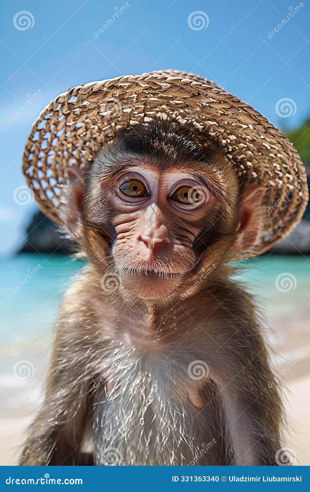 Cute Monkey in a Straw Hat on the Beach, Holiday Concept Stock Photo ...