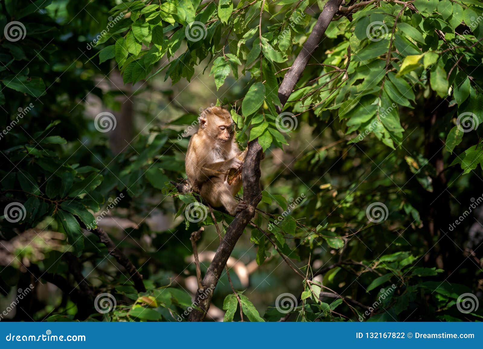 A Cute Monkey on the Tree ,Monkey Climbing Tree. Stock Photo - Image of ...