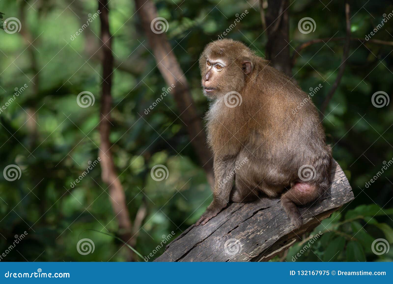 A Cute Monkey on the Tree ,Monkey Climbing Tree. Stock Image - Image of ...
