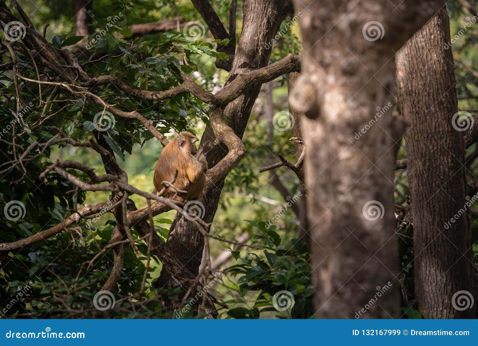 A Cute Monkey on the Tree ,Monkey Climbing Tree. Stock Image - Image of ...