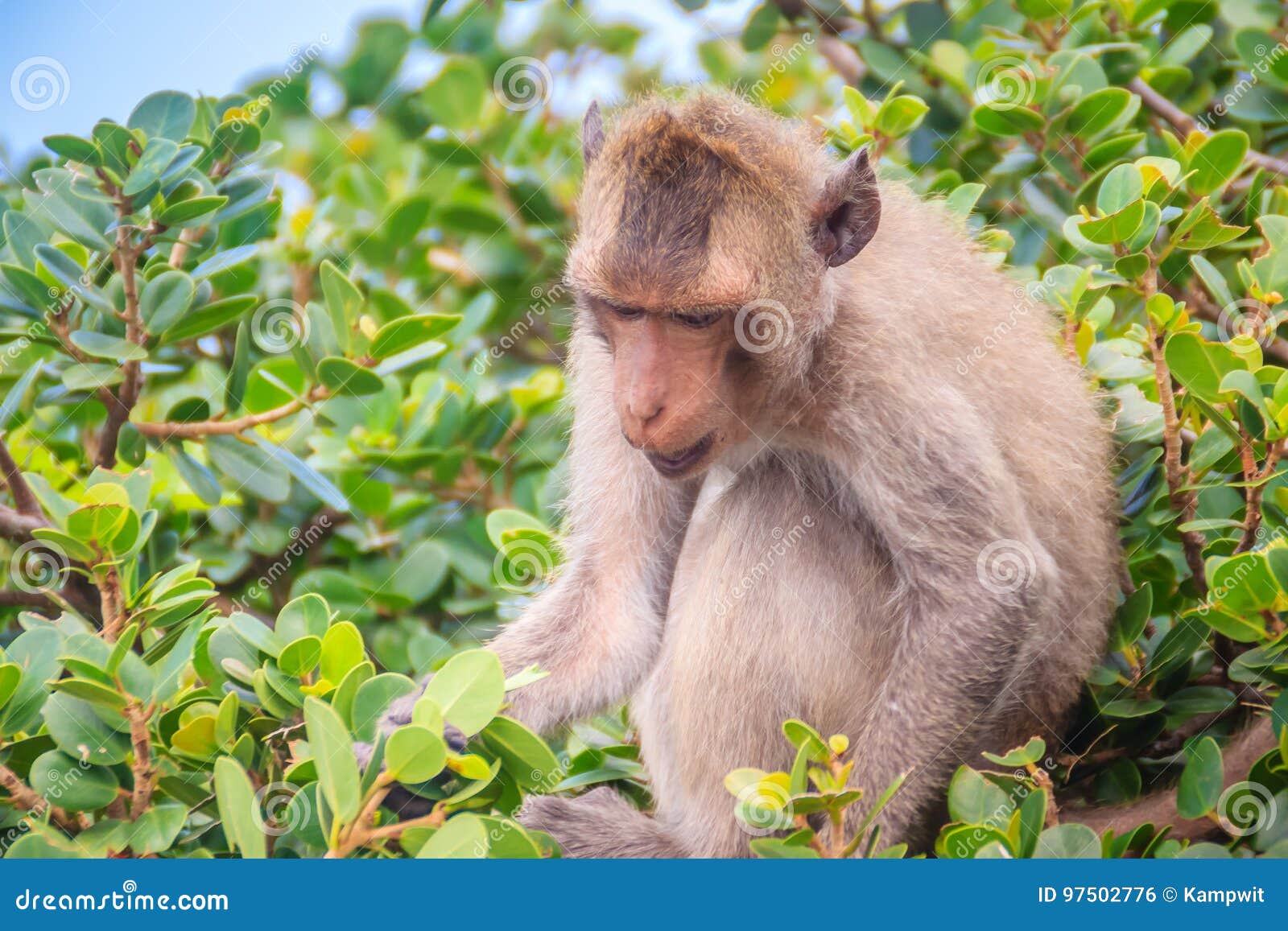 Cute Monkey in a Tree Eating Green Leaves Stock Photo - Image of ...