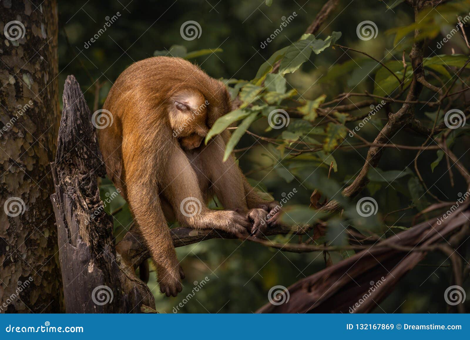 A Cute Monkey on the Tree ,Monkey Climbing Tree. Stock Image - Image of ...