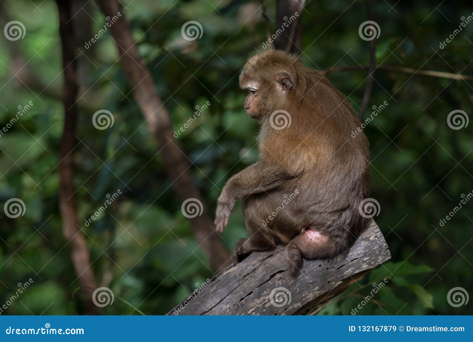 A Cute Monkey on the Tree ,Monkey Climbing Tree. Stock Image - Image of ...
