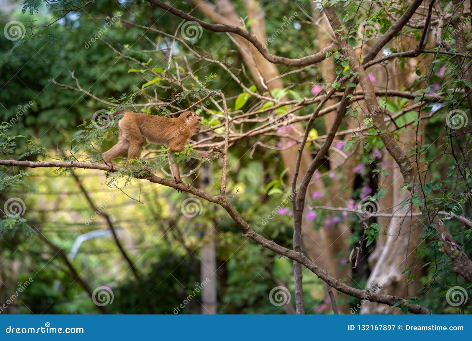 A Cute Monkey on the Tree ,Monkey Climbing Tree. Stock Image - Image of ...