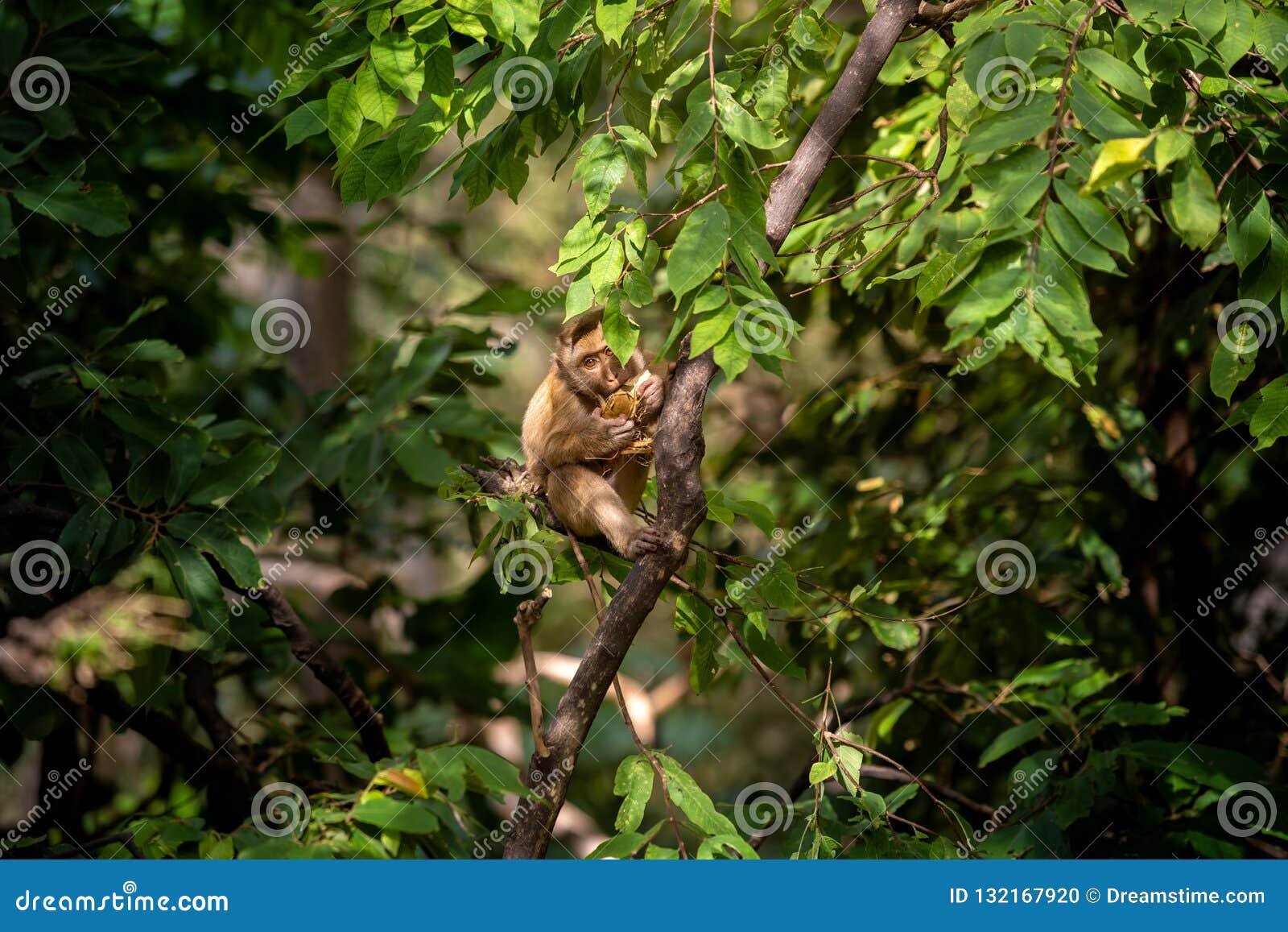 A Cute Monkey on the Tree ,Monkey Climbing Tree. Stock Photo - Image of ...