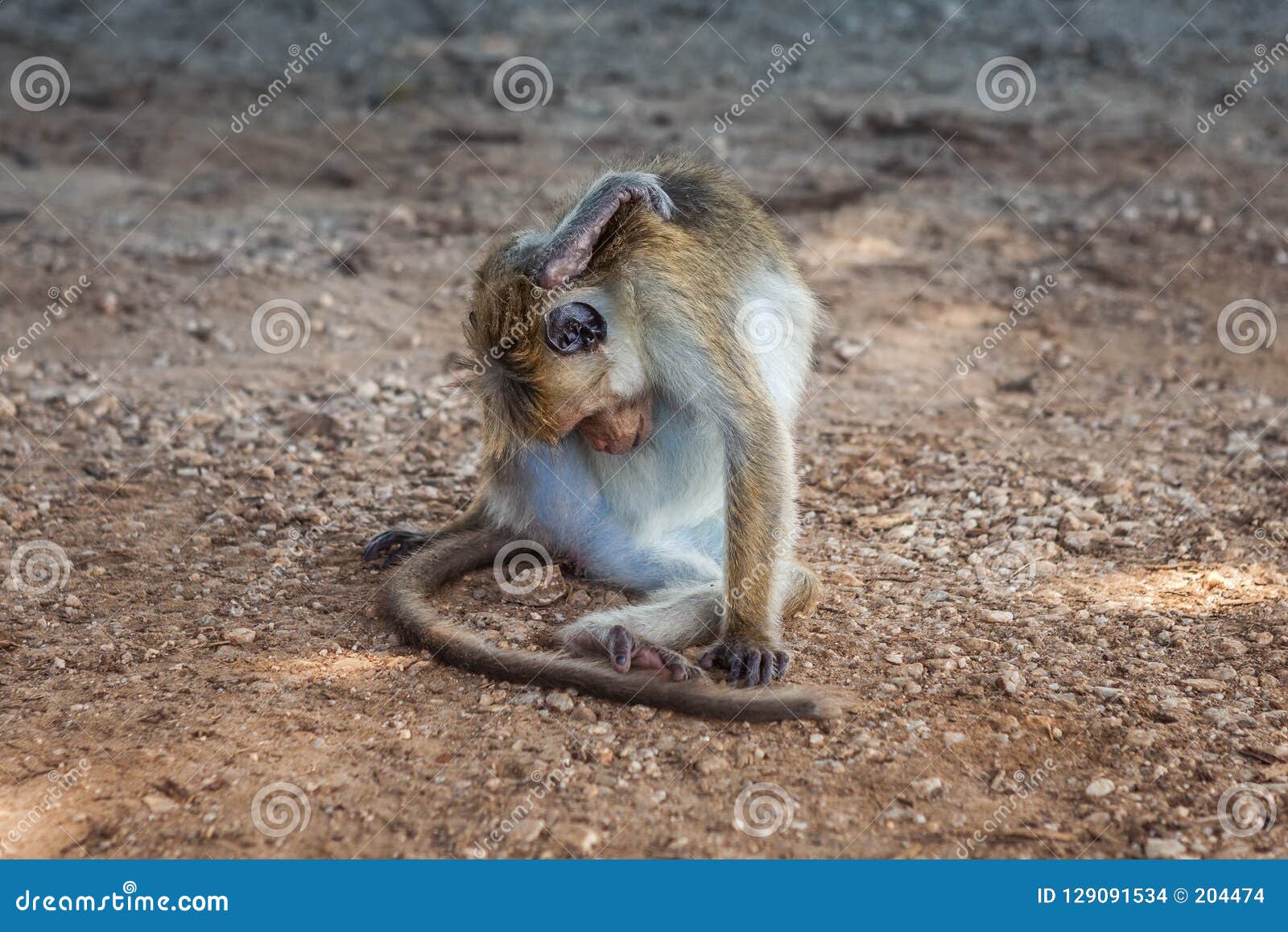 A Monkey Trying To Pull The Tail Of Another Monkey. Royalty-Free Stock ...