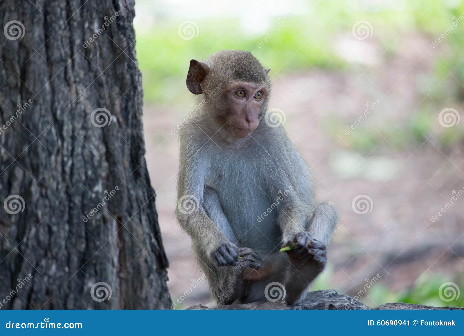 Cute monkeys stock image. Image of eating, natural, real - 60690941