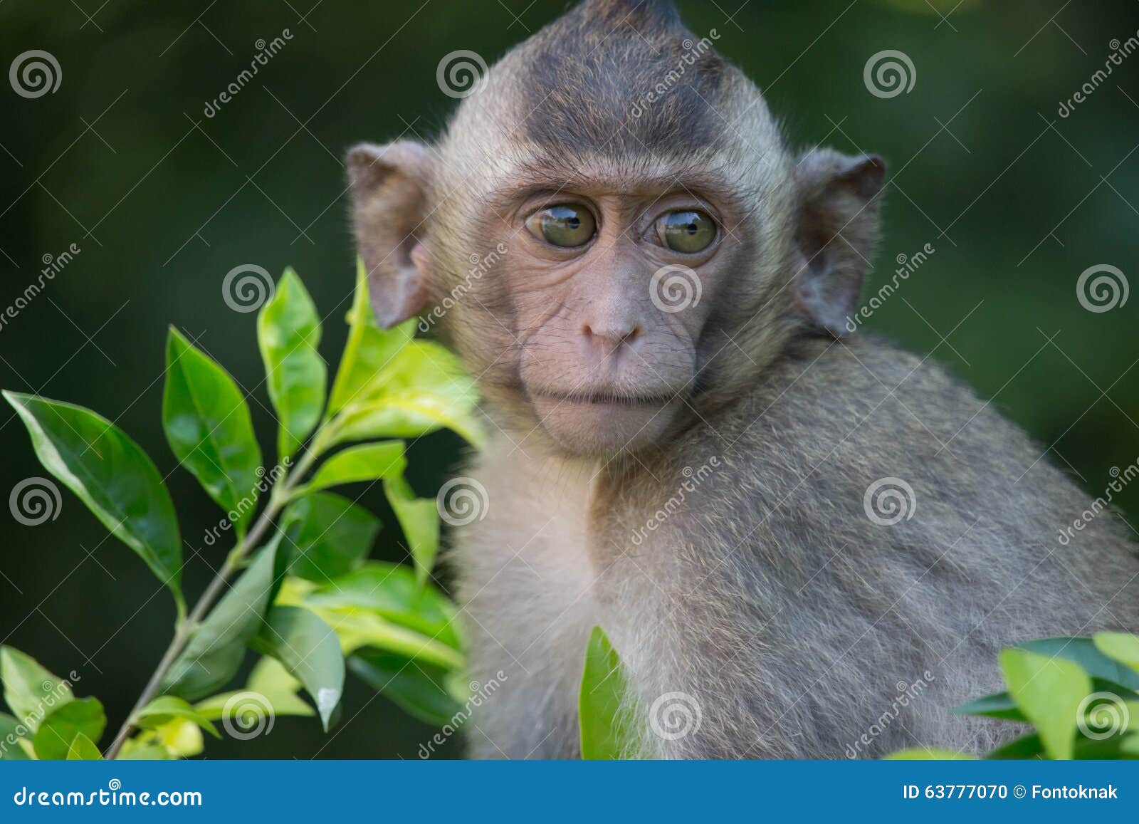 Cute monkeys stock photo. Image of eating, real, natural - 63777070