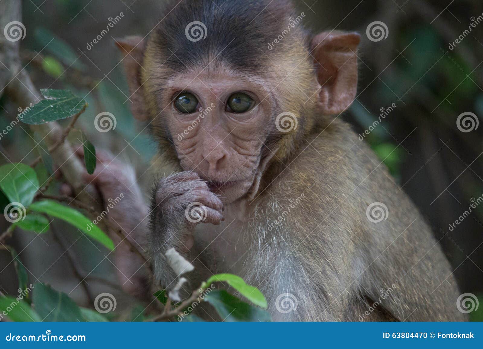 Cute monkeys stock photo. Image of organism, cute, wildlife - 63804470