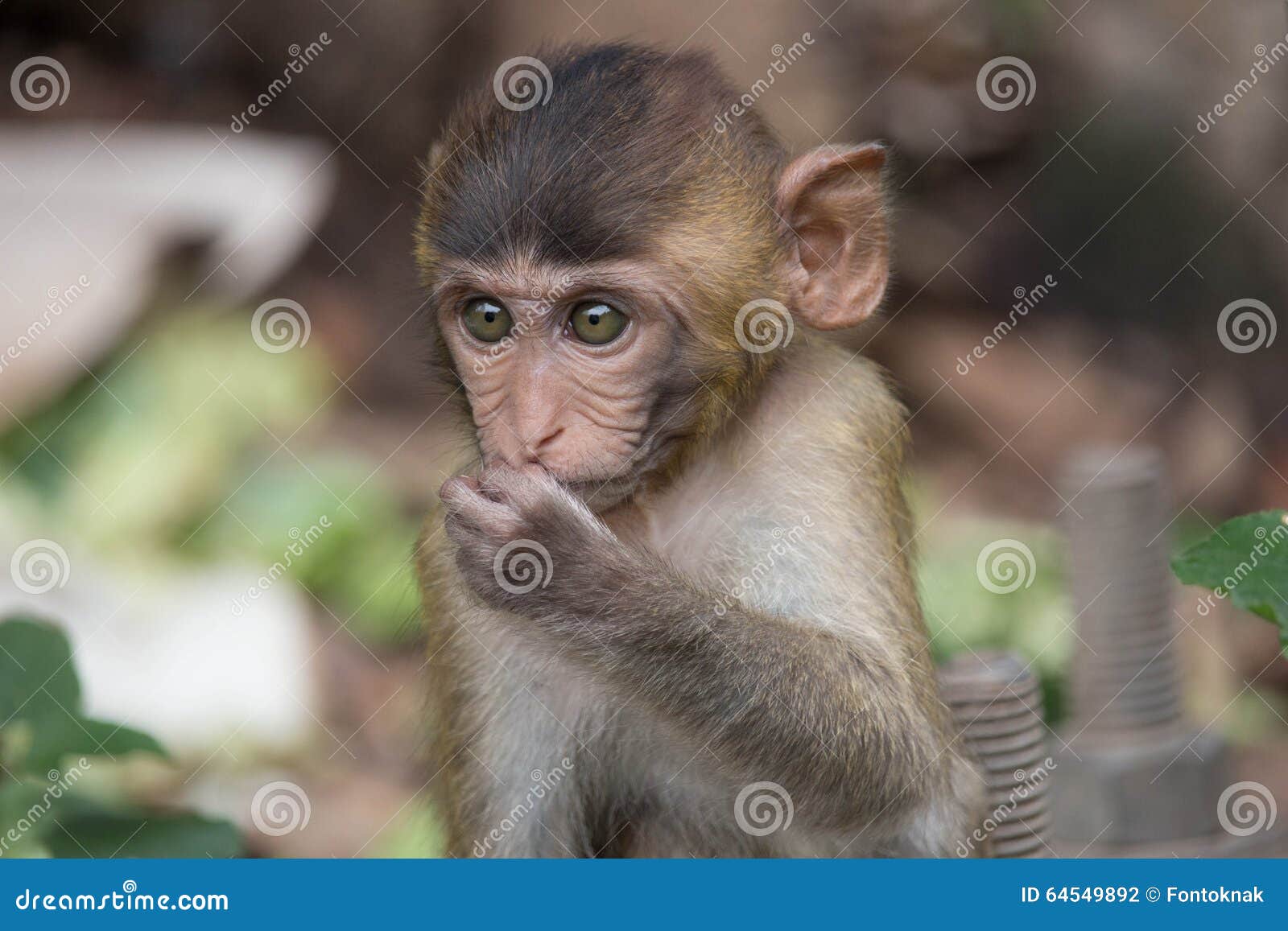 Cute monkeys stock photo. Image of natural, real, forest - 64549892