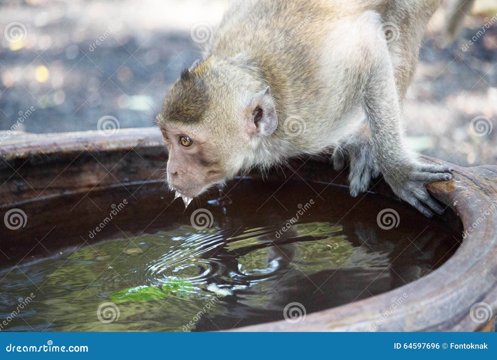 Cute monkeys stock photo. Image of monkey, snout, real - 64597696
