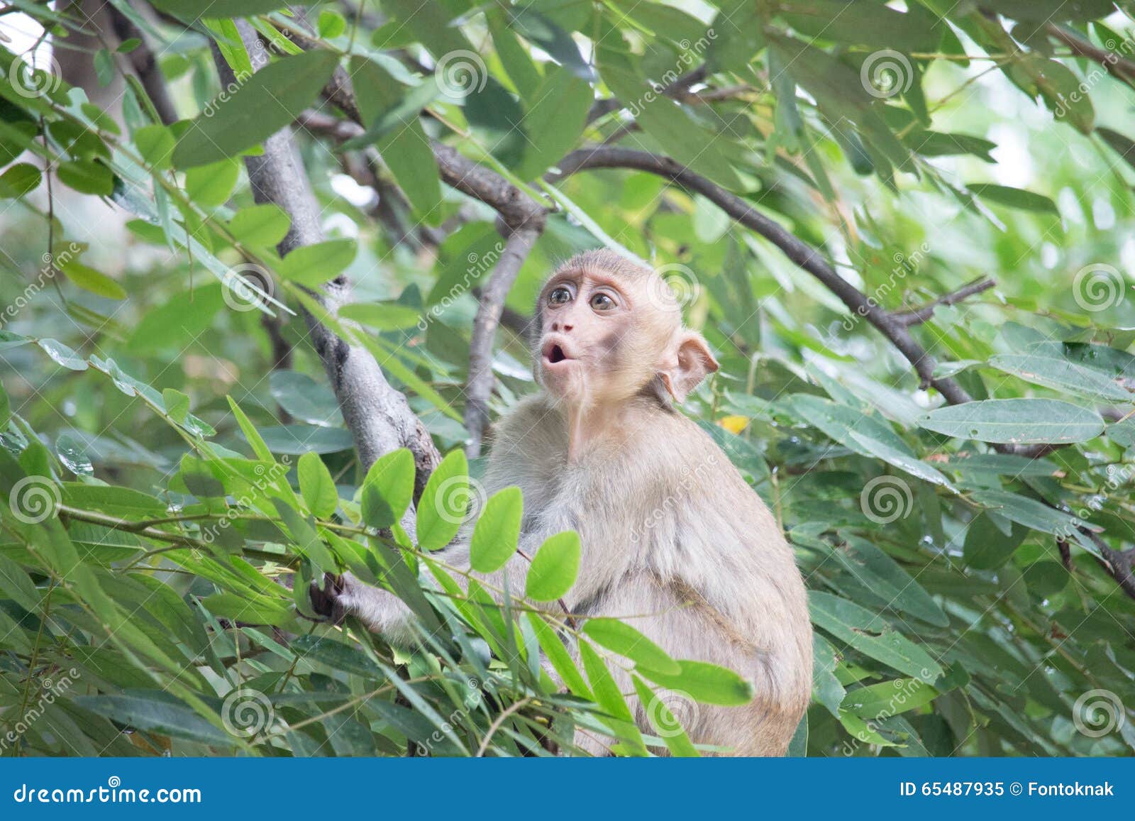 Cute monkeys stock image. Image of tree, forest, branch - 65487935