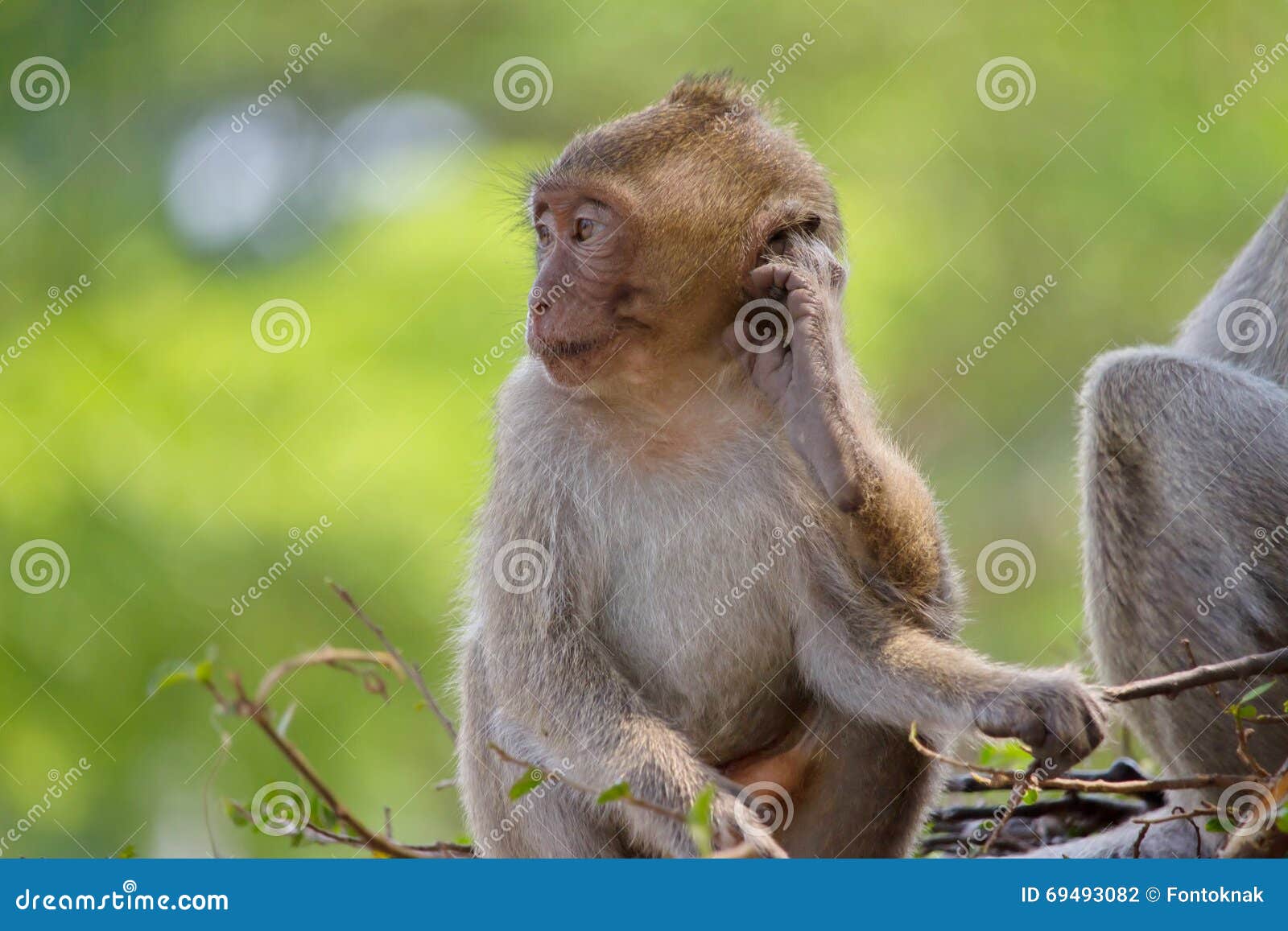 Cute monkeys stock photo. Image of monkey, real, natural - 69493082