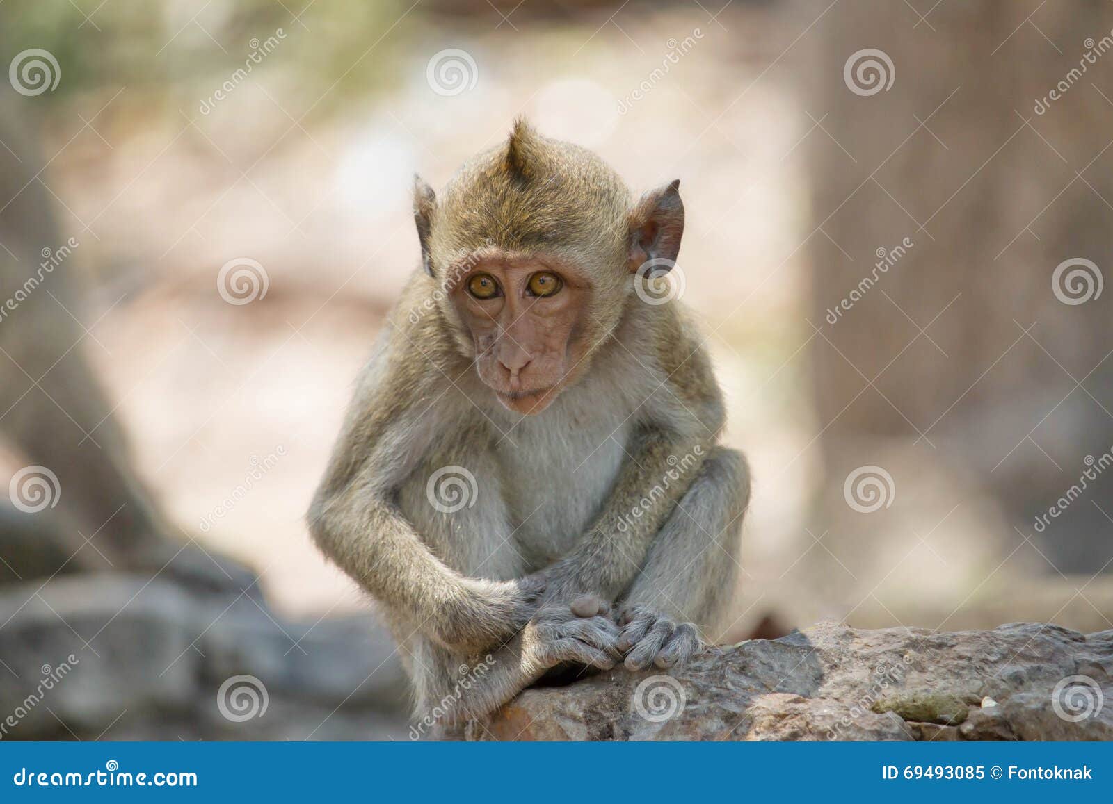 Cute monkeys stock image. Image of natural, eating, mammal - 69493085