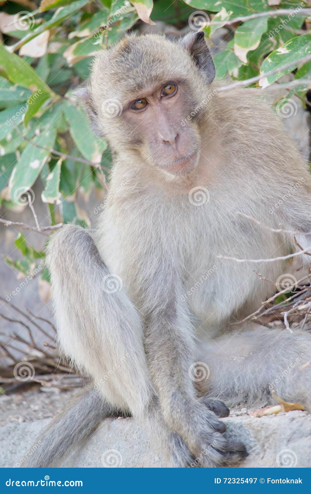 Cute monkeys stock image. Image of natural, monkey, tropical - 72325497