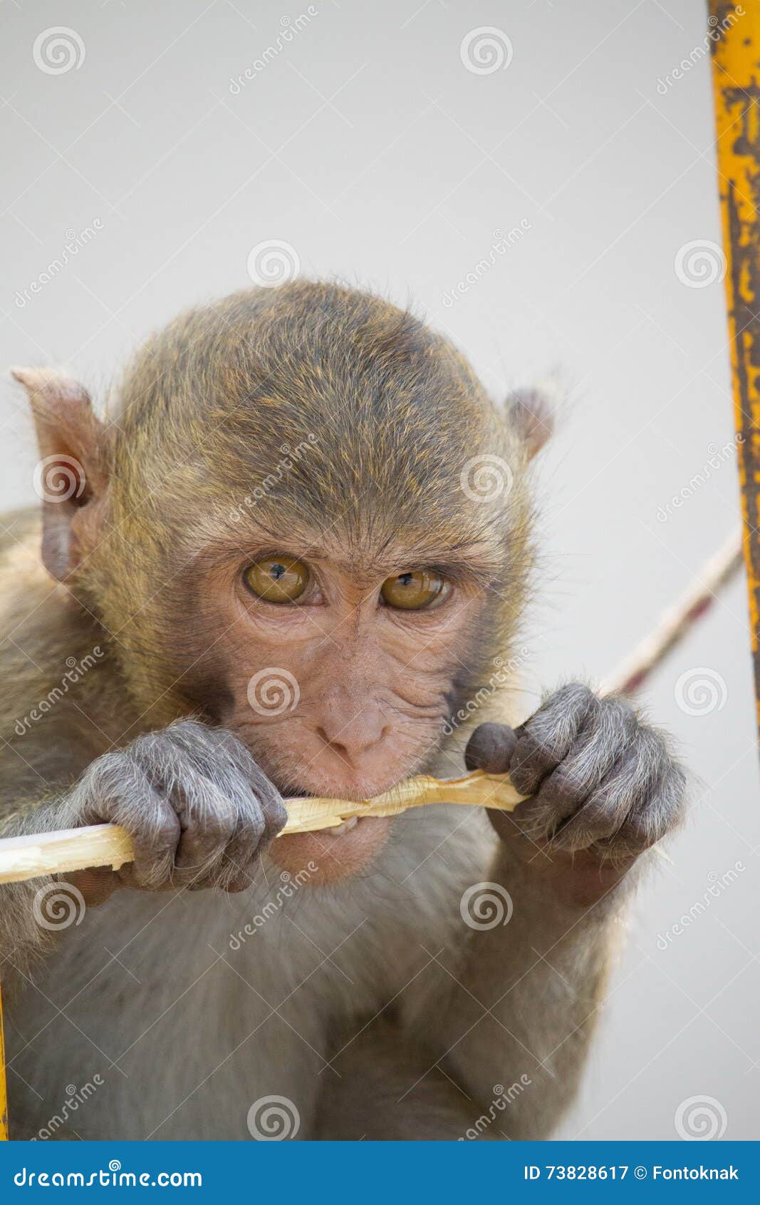 Cute monkeys stock image. Image of real, cute, eating - 73828617