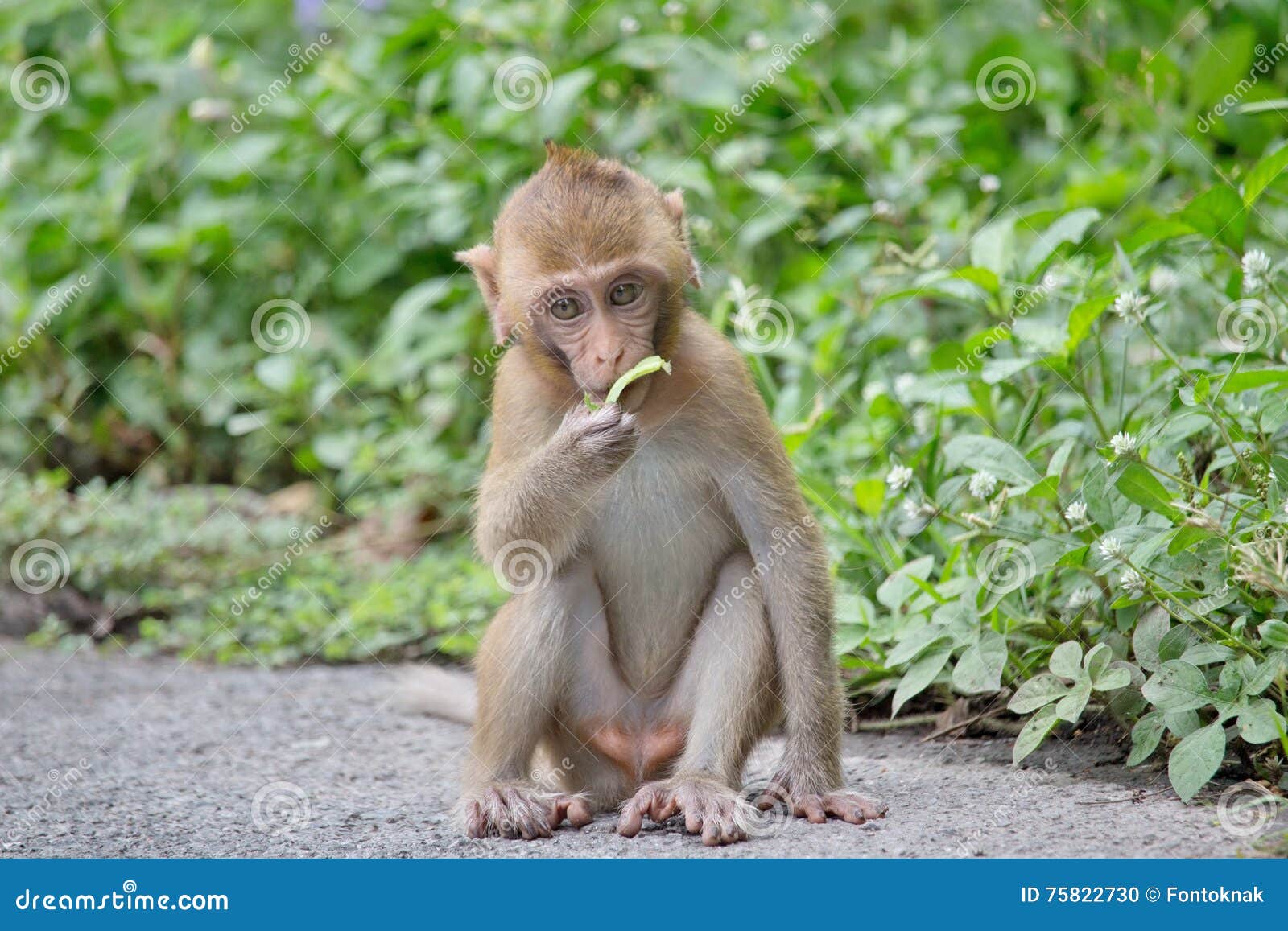 Cute monkeys stock photo. Image of real, natural, tropical - 75822730