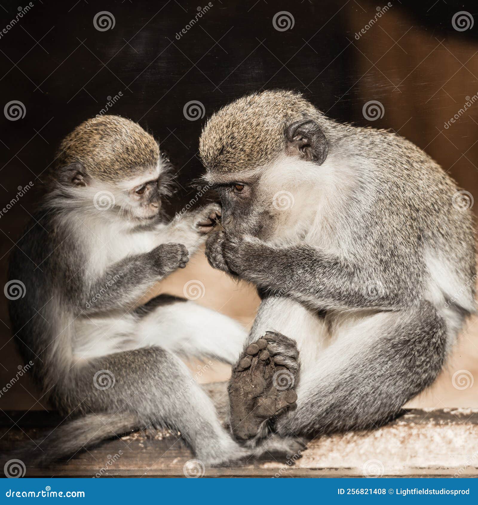 Cute Monkeys Sitting in Zoo. Stock Photo - Image of wildlife, paws ...