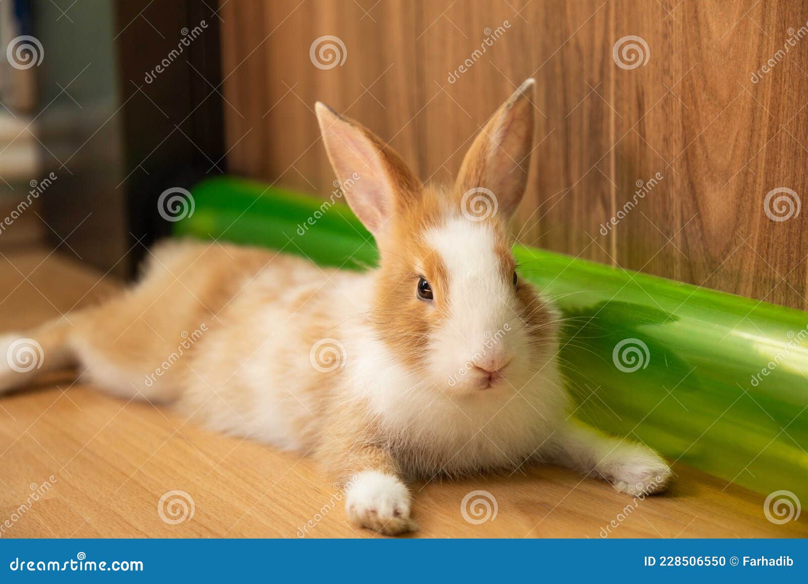 Cute 3 Months Old Bunny Rabbit Stock Photo - Image of lovely, beige ...