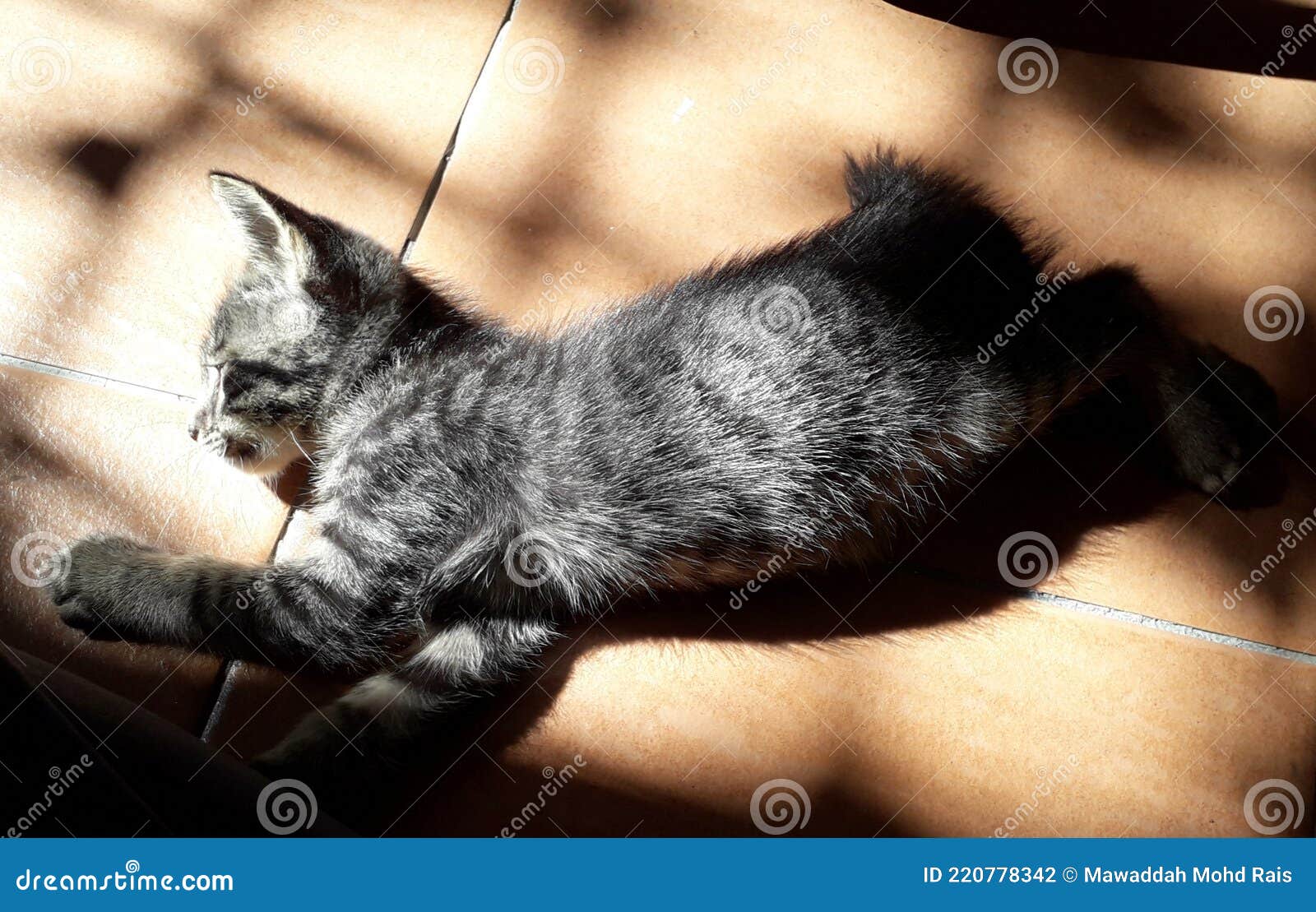 Cute 2 Months Old Gray Tabby Kitten Small Cat Stumpy Short No Tail Bask ...