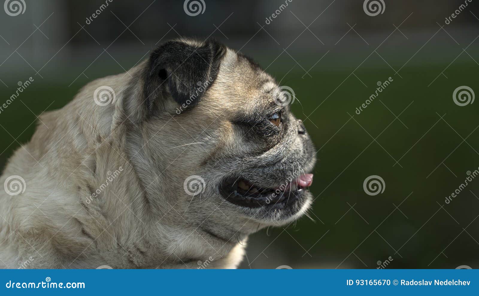Cute mops dog stock photo. Image of dressing, closeup - 93165670