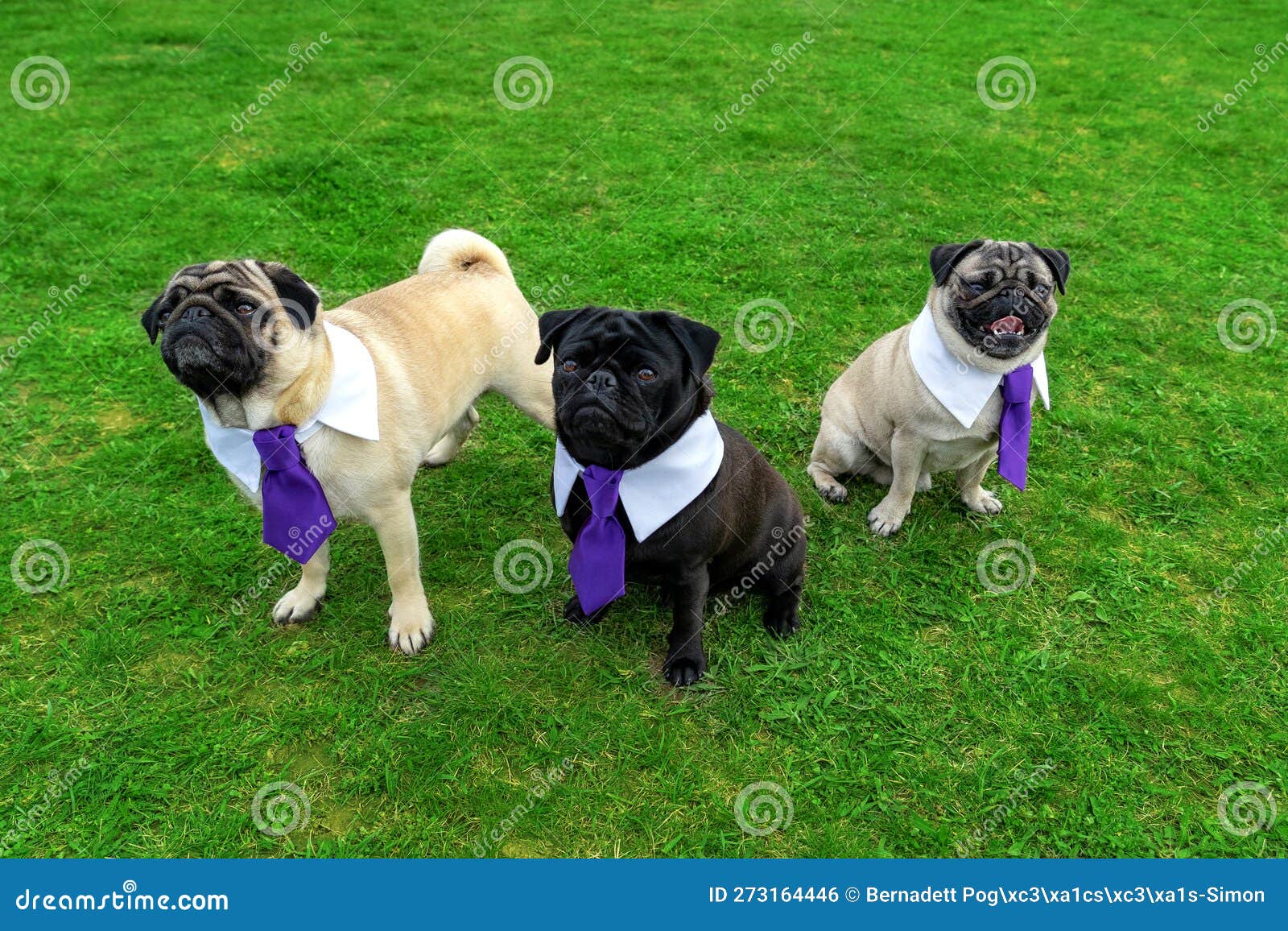 3 Cute Mops Dogs on Gras Field Dressed Up in Tie Stock Photo - Image of ...