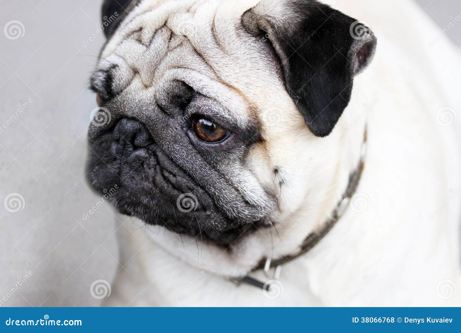 Cute mops portrait stock photo. Image of play, cheerful - 38066768