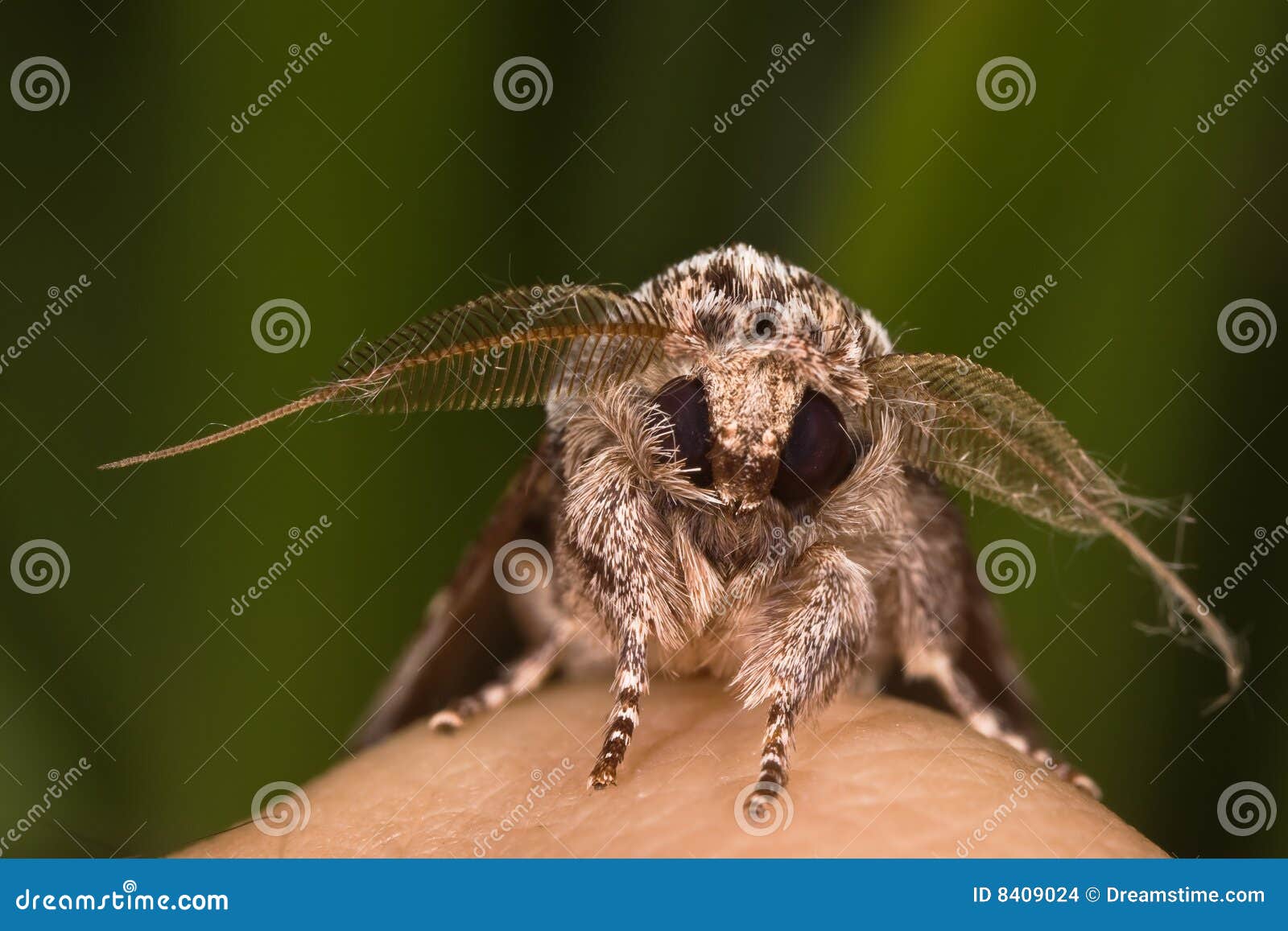 Cute Moth face stock photo. Image of close, orange, park - 8409024
