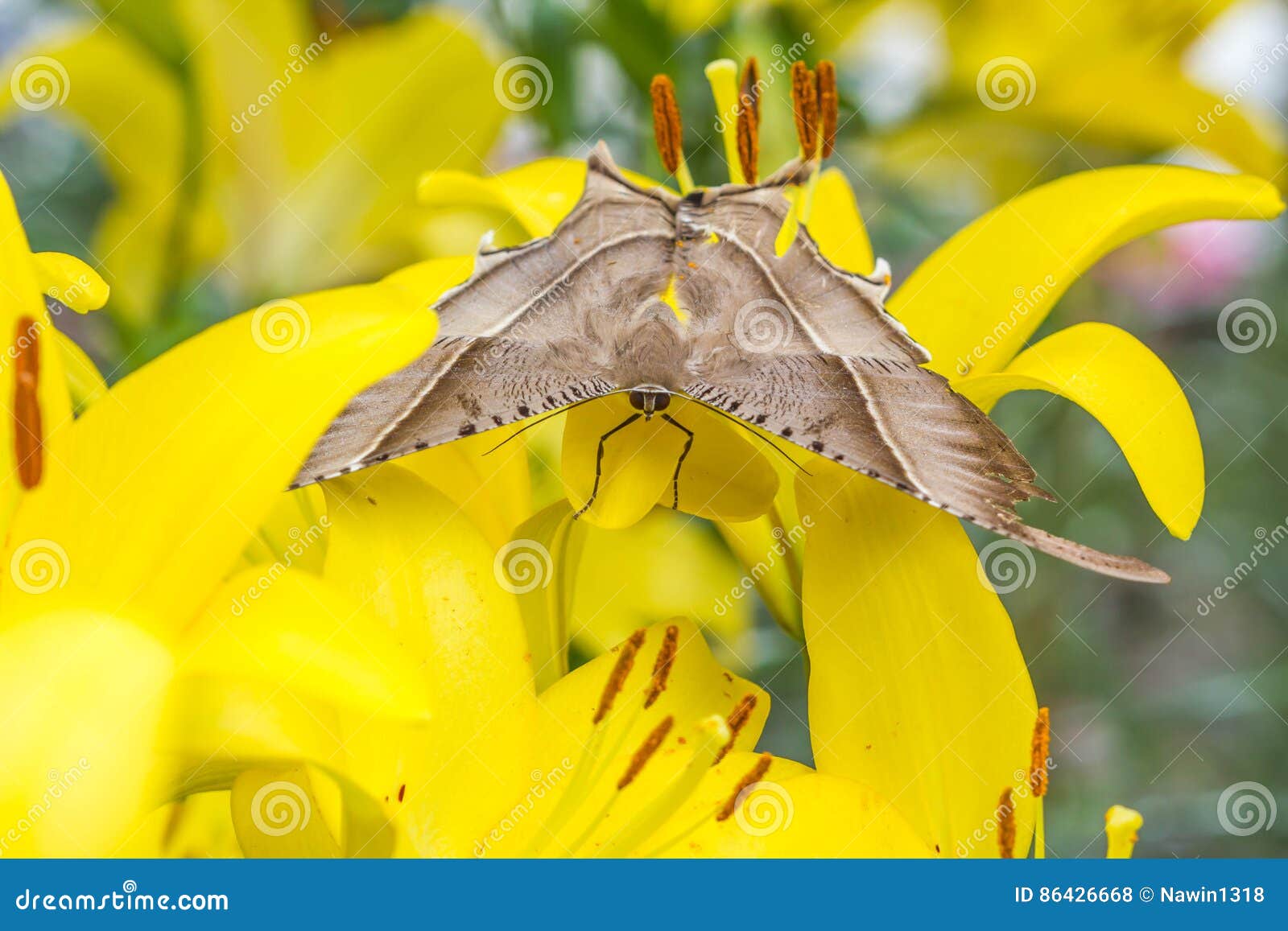Cute moth on lily flower stock photo. Image of habitat - 86426668