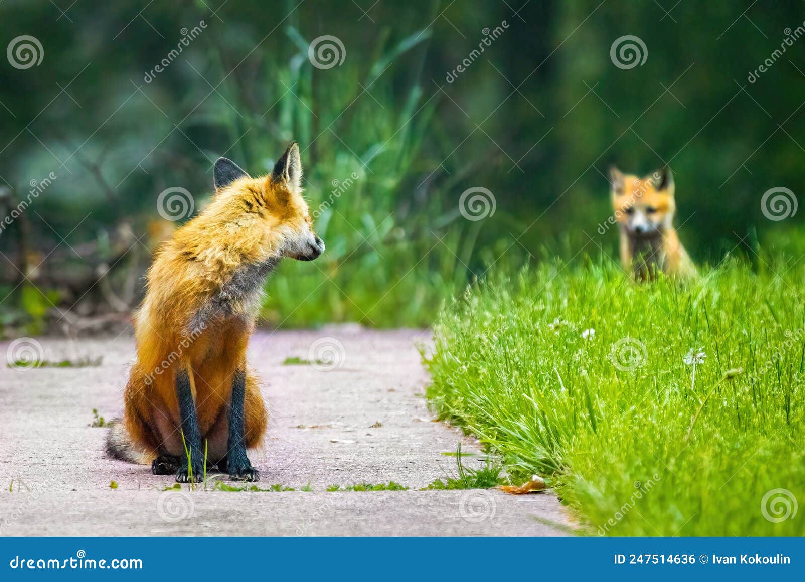 Cute Mother Fox with Her Pup in the Background Stock Photo - Image of ...