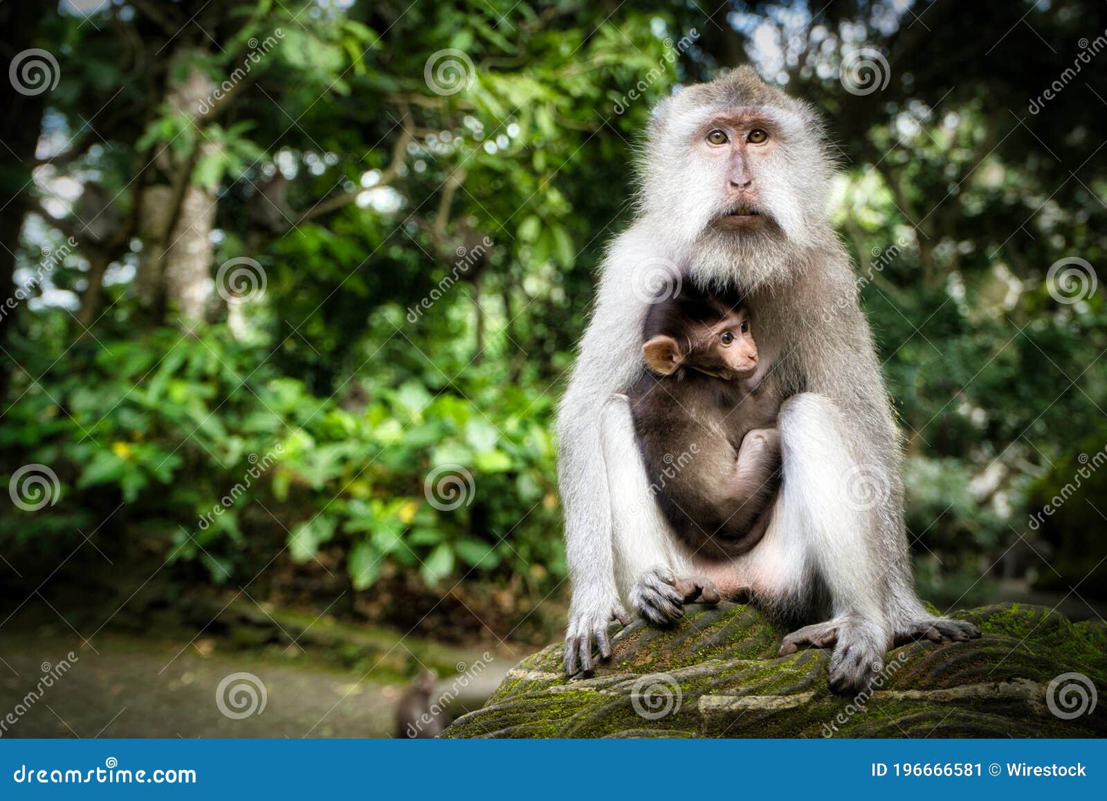 Cute Mother Macaque Monkey Holding Its Baby Stock Image - Image of ...