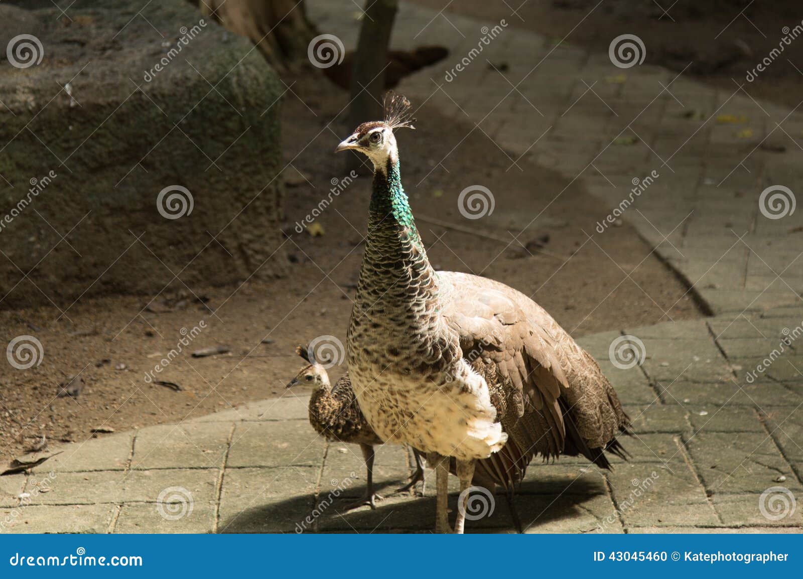 Cute Mother and Young Peacock. Stock Photo - Image of newborn, brown ...