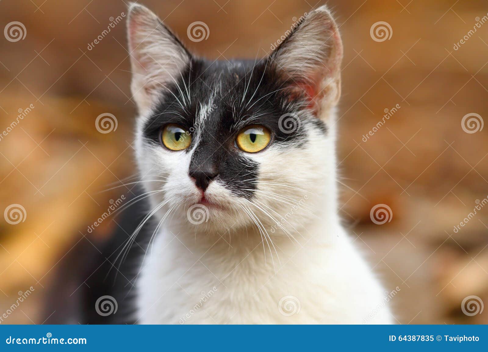 Cute mottled cat stock image. Image of cute, closeup - 64387835