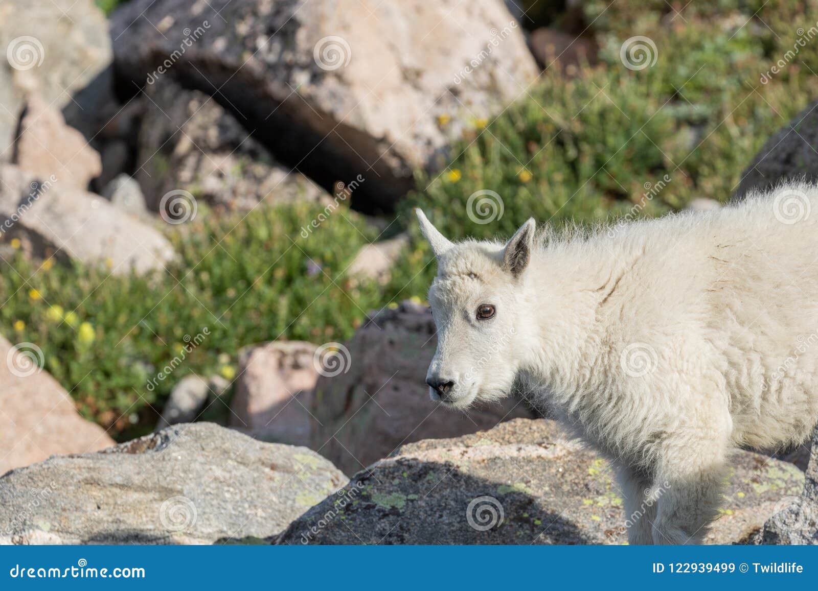 Cute Mountain Goat Kid in Summer Stock Image - Image of colorado ...