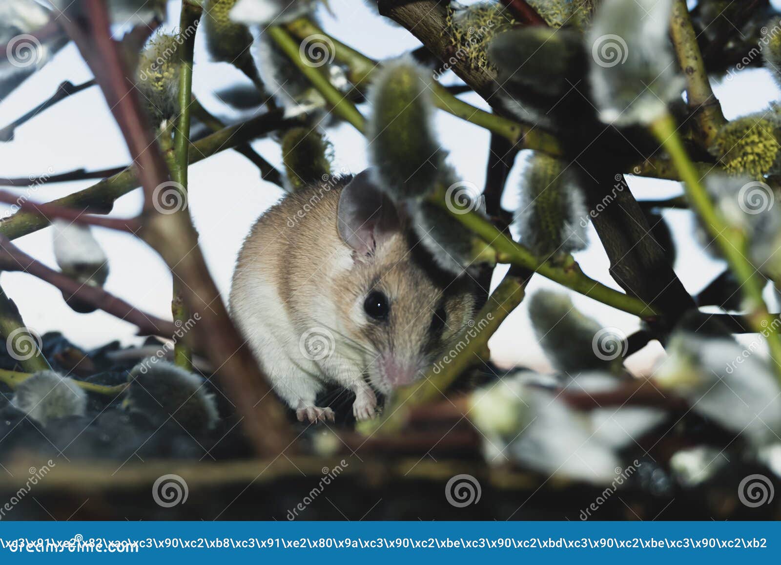 Cute Mouse among the Branches of Flowering Willow Stock Image - Image ...