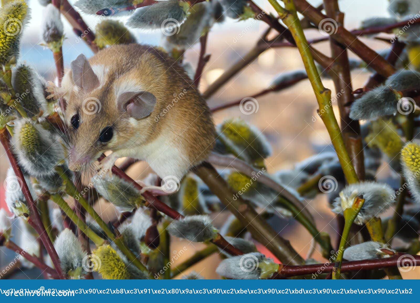 Cute Mouse among the Branches of Flowering Willow Stock Image - Image ...