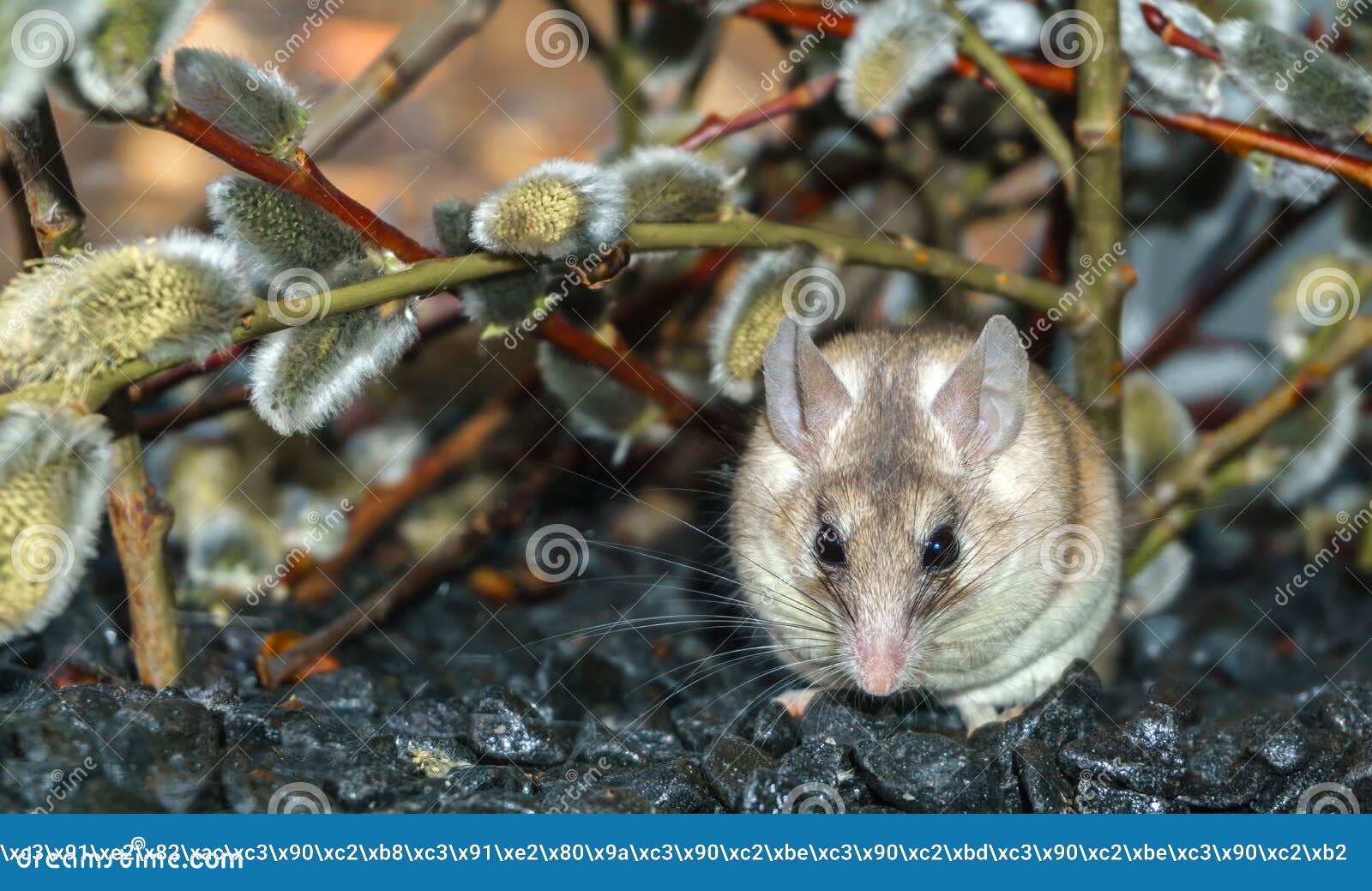 Cute Mouse among the Branches of Flowering Willow Stock Image - Image ...