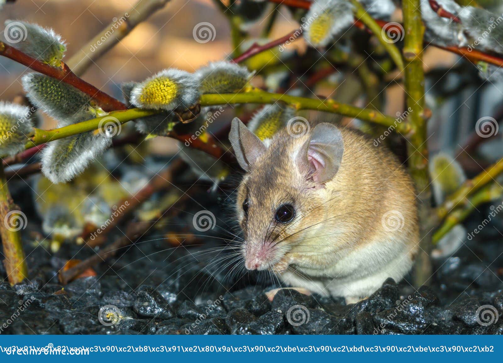 Cute Mouse among the Branches of Flowering Willow Stock Image - Image ...