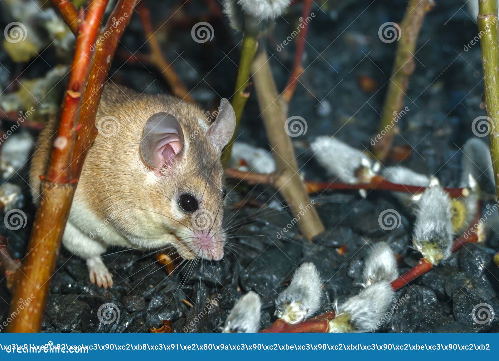 Cute Mouse among the Branches of Flowering Willow Stock Image - Image ...