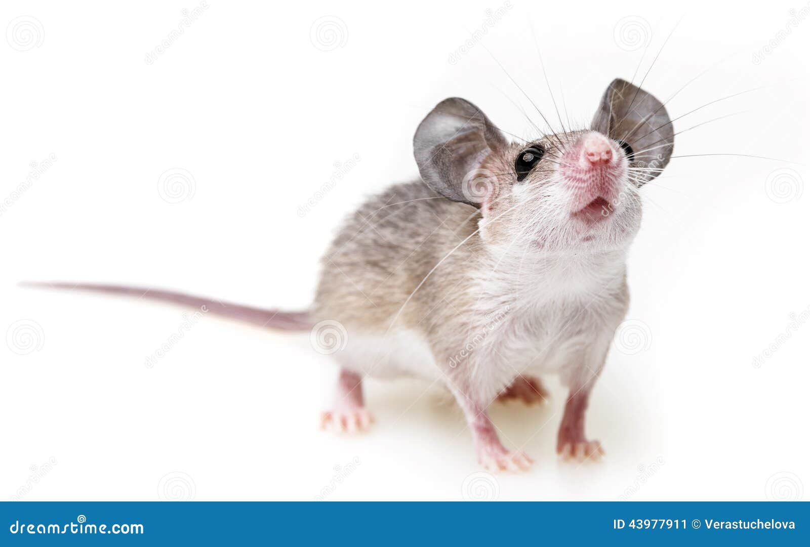 Cute mouse stock image. Image of acomys, isolation, portrait - 43977911