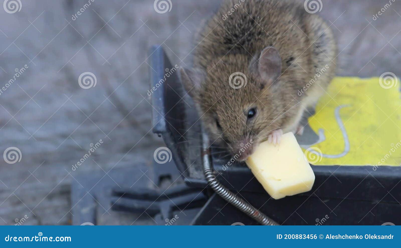 Mouse Eats Stock Footage & Videos - 160 Stock Videos
