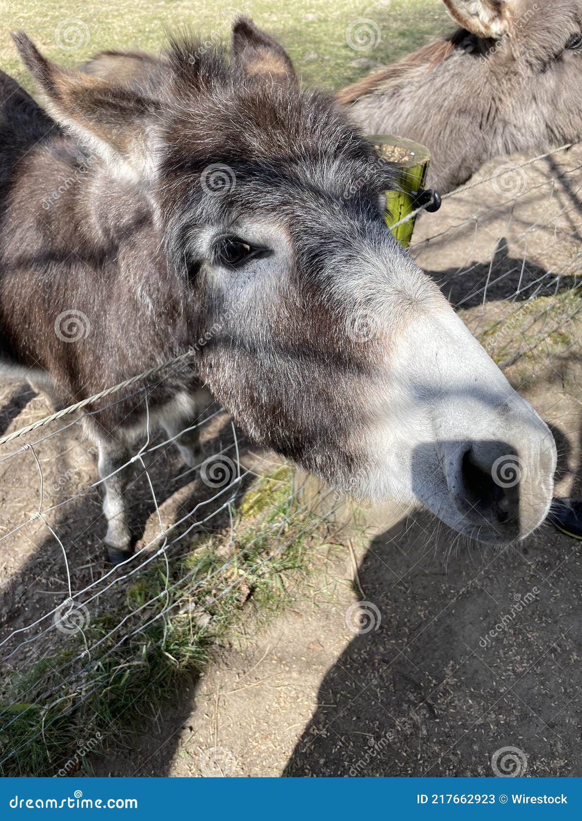 Cute Mule Looking at the Camera on the Farm Stock Image - Image of ...