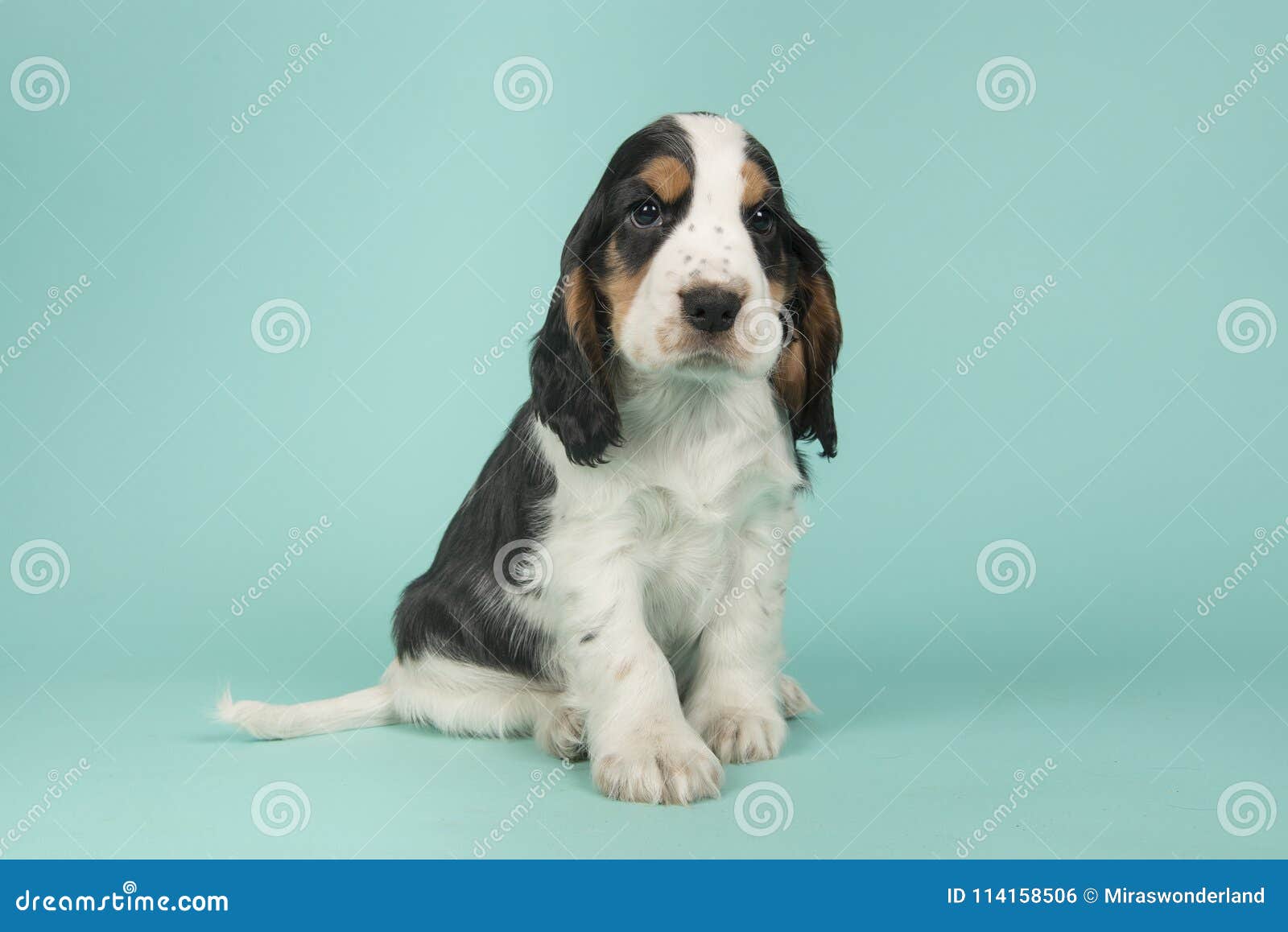 Cute Multi Colored Cocker Spaniel Puppy Lying Down on a Turquoise Blue ...
